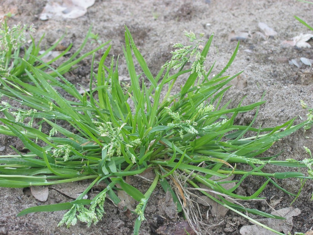 Bien connaître la biologie du pâturin pour adapter les moyens de lutte