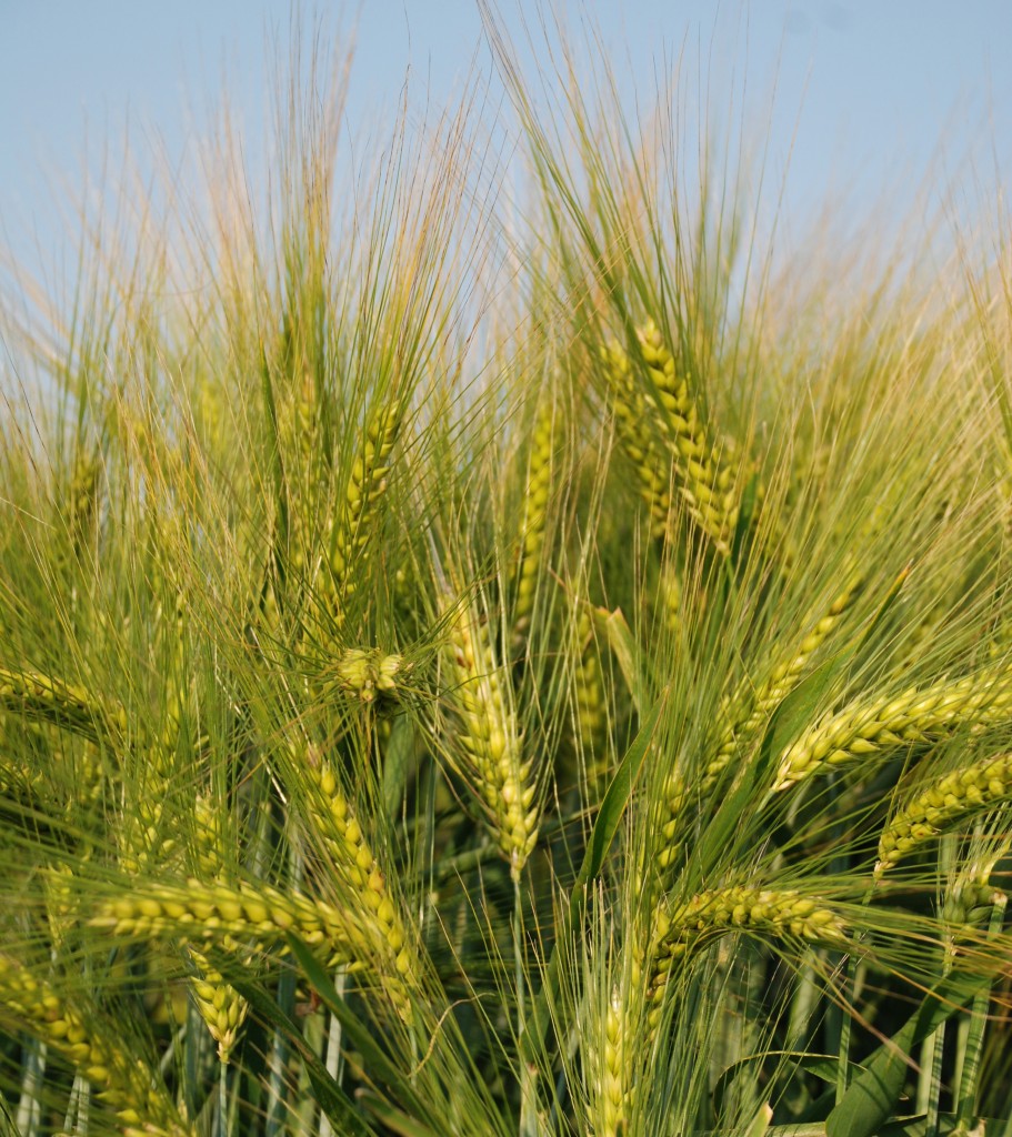Orges Hybrides HYVIDO - Semences de France