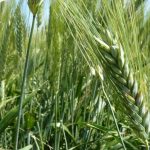 Blé dur : risque de verse moyen à élevé selon les situations - Semences ...