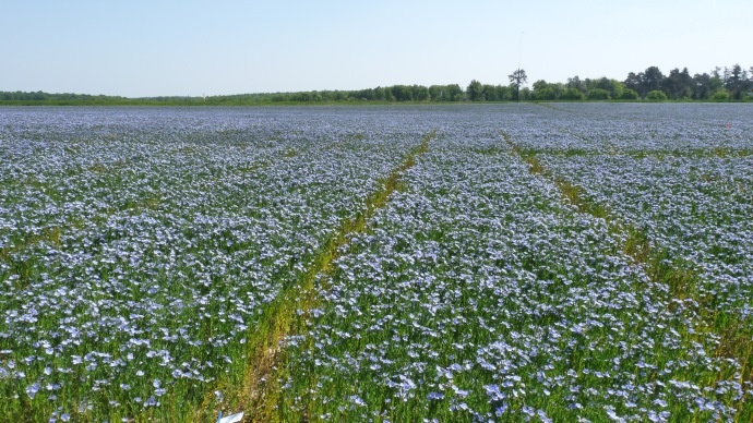 Le lin fibre d’hiver arrive à maturité, les arrachages peuvent démarrer ...