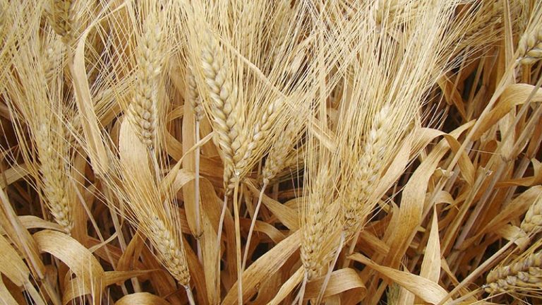 epis_ble_dur699206948429990819 - Semences de France