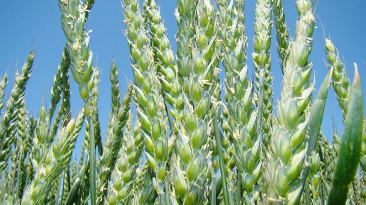 epis_ble_tendre1176373558432189106 - Semences de France